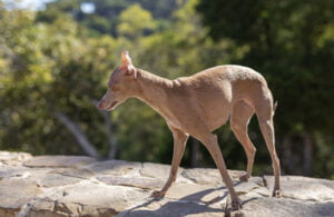 Italiaanse Windhond: Ontdek hier alles wat je moet weten! [foto's]